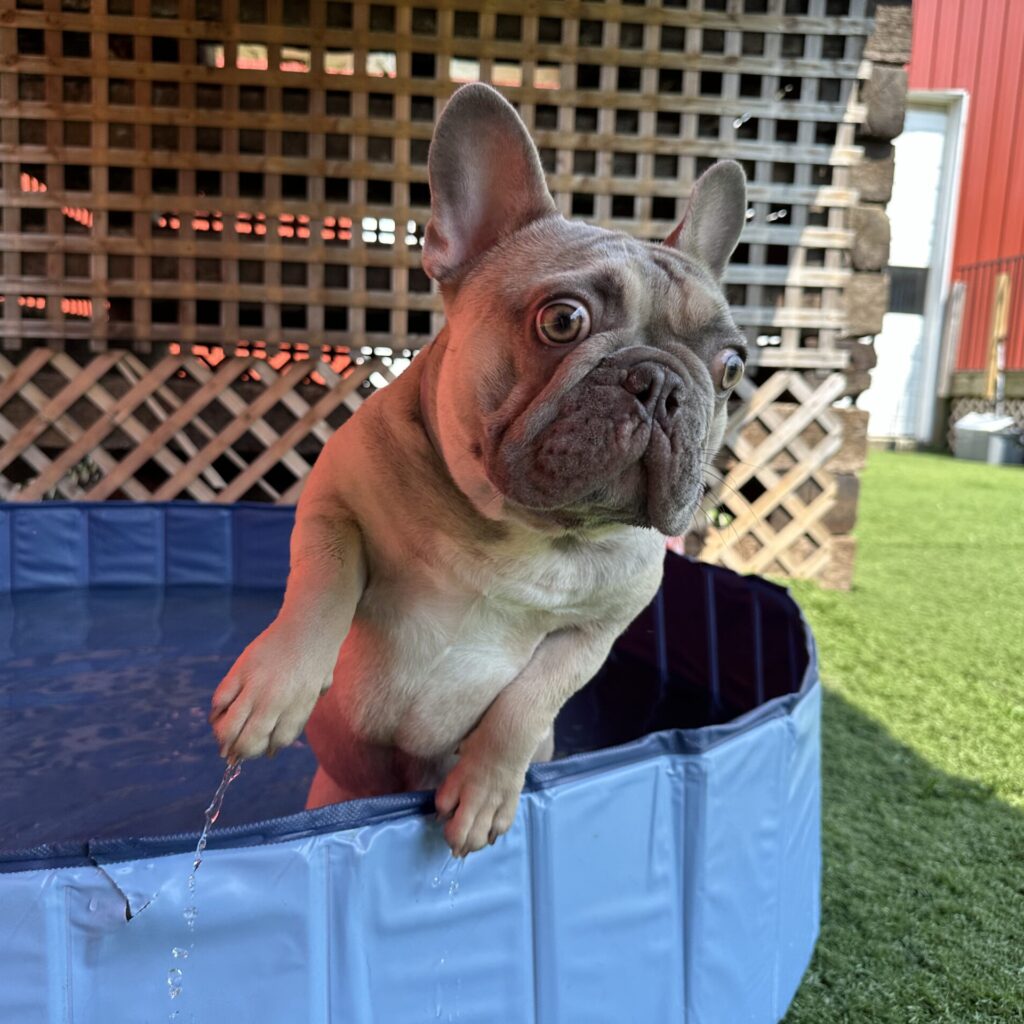 Paw Town Station | Trusted Dog Daycare in Charlton MA